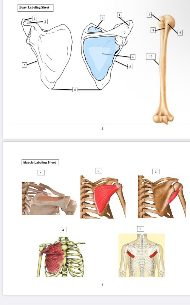 Solved KNES 217 Glenohumeral Joint Muscles Worksheet 3 Bony | Chegg.com