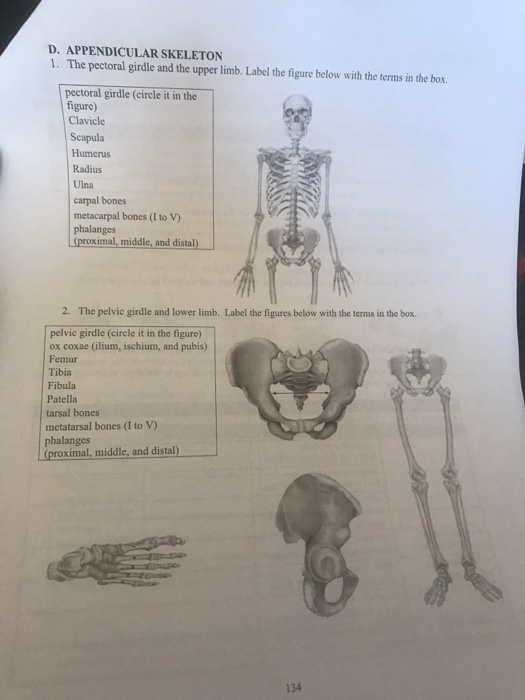 Solved D.APPENDICULAR SKELETON 1. The pectoral girdle and | Chegg.com
