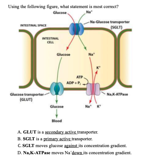 Solved A. GLUT is a secondary active transporter. B. SGLT is | Chegg.com