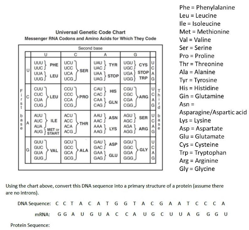 Solved Using the chart above, convert this DNA sequence into | Chegg.com