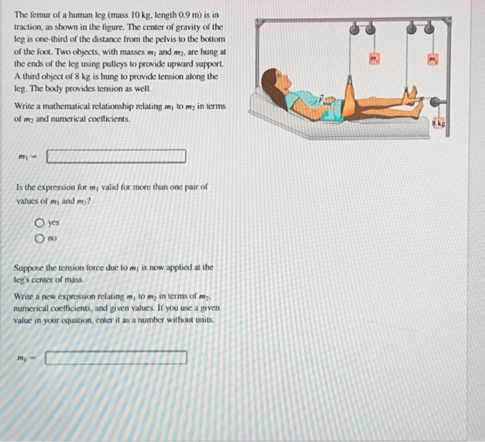 Solved The femur of a human leg (mass 10 kg, length 0.9 m) | Chegg.com