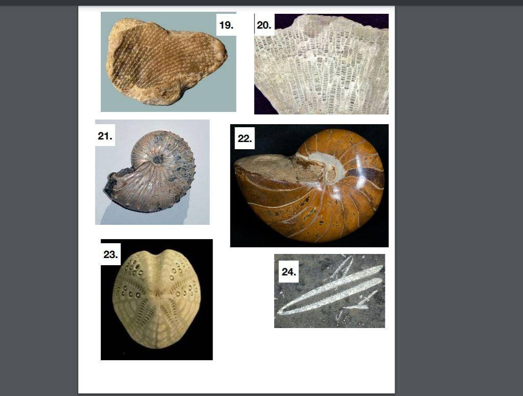 Solved 1. Identify all fossil specimens provided by your | Chegg.com