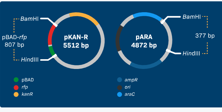 Solved 1)Based on the pKAN-R and pARA plasmid maps, how many | Chegg.com
