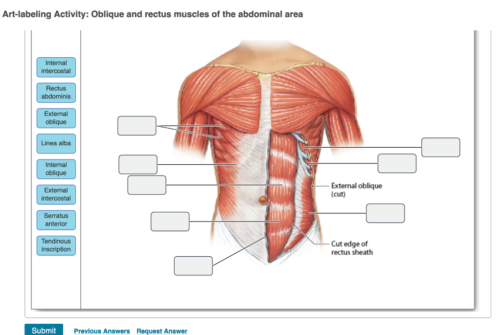 Solved Art-labeling Activity: Oblique and rectus muscles of | Chegg.com Solved Art-labeling Activity: Oblique and rectus muscles of | Chegg.com