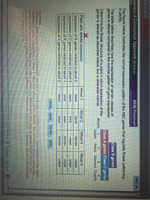 The figure below illustrates the normal expression | Chegg.com