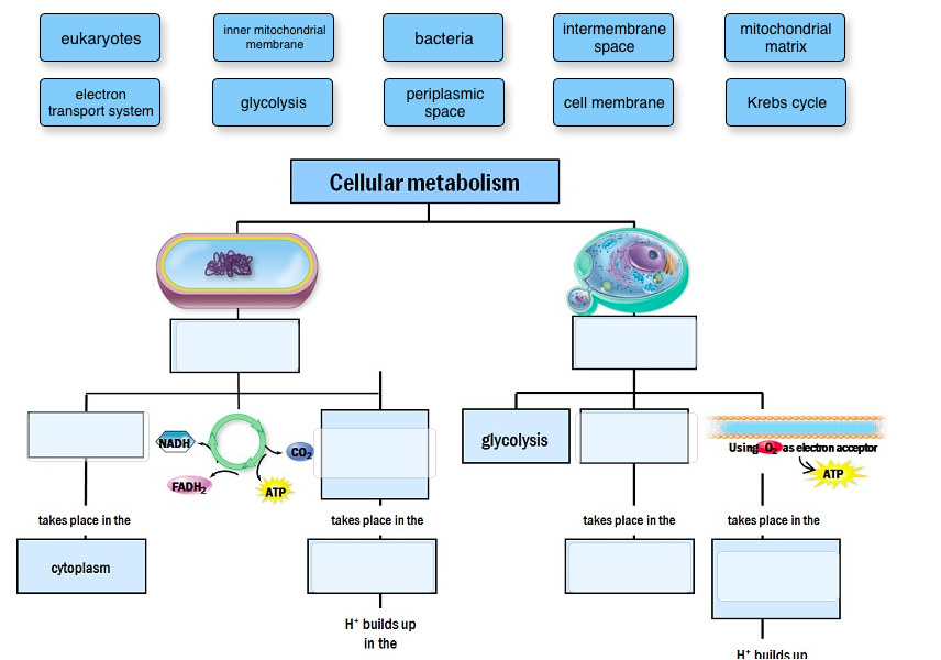 Solved inner mitochondrial membrane intermembrane space | Chegg.com