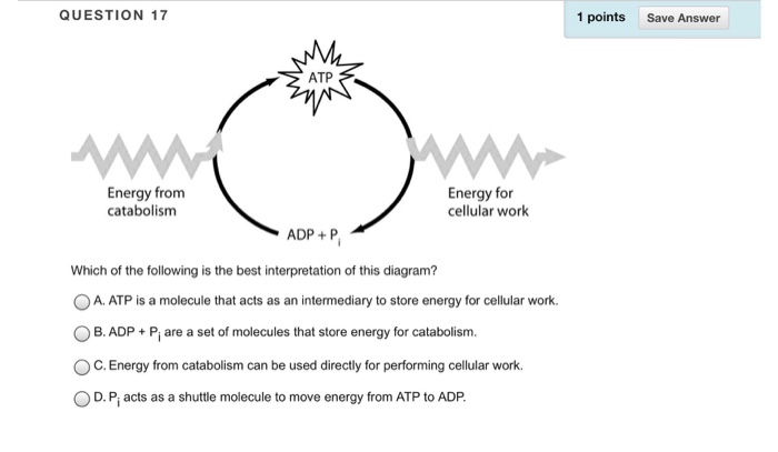 Solved QUESTION 17 1 points Save Answer ATP Energy fronm | Chegg.com