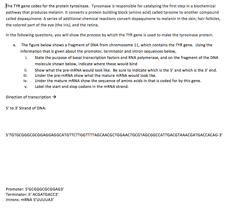 Solved The TYR gene codes for the protein tyrosinase. | Chegg.com