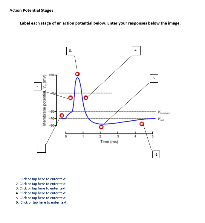 Solved Action Potential Stages Label each stage of an action | Chegg.com