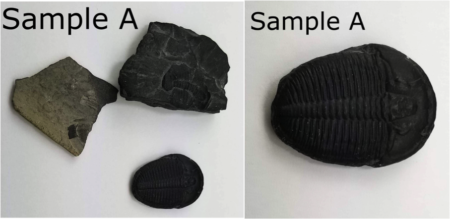 Solved You continue your search for fossilized materials in | Chegg.com