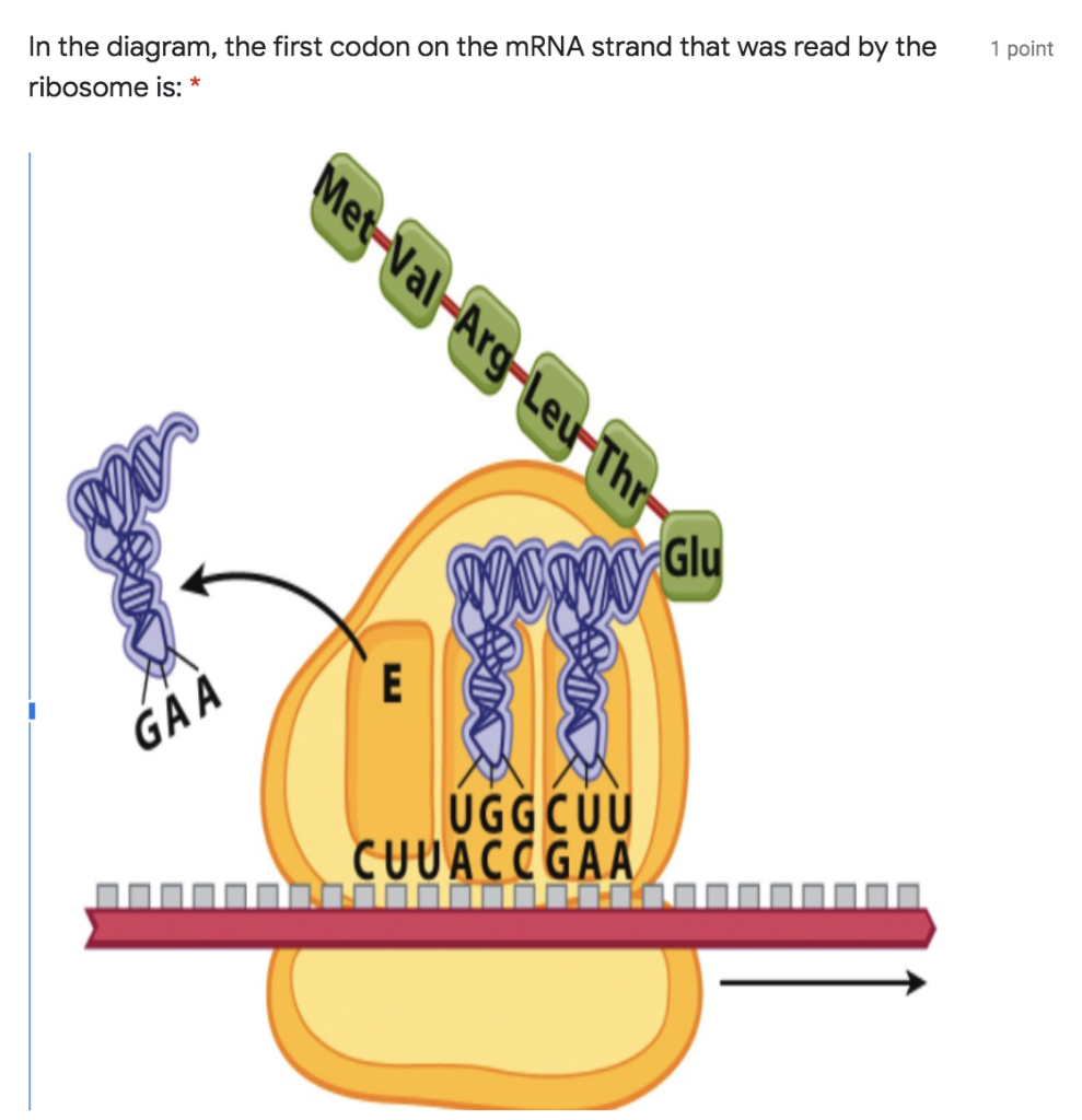 Solved 1 point In the diagram, the first codon on the mRNA | Chegg.com