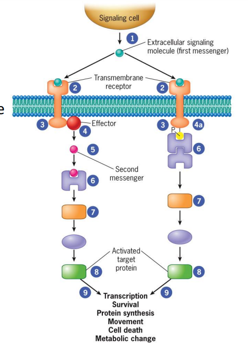 [Solved]: - Outline the steps for figure above. An overview