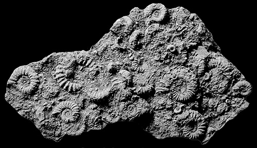 Solved What Type Of Fossil Is Shown In Specimen 3 A