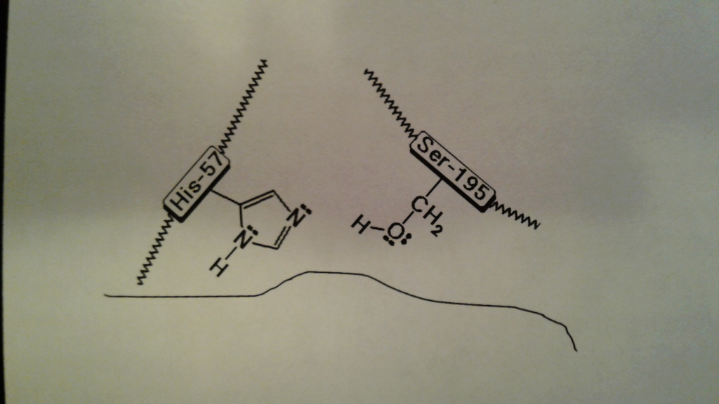 Subtilisin is a non-specific serine protease | Chegg.com