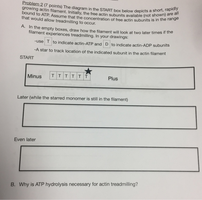 Solved rapidly Problem 2 growing actin filament. Initially, | Chegg.com