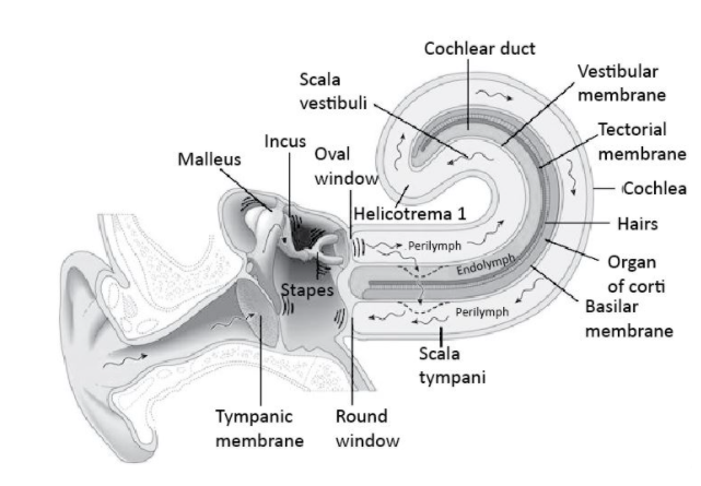 Solved Cochlear duct Scala vestibuli Vestibular membrane | Chegg.com