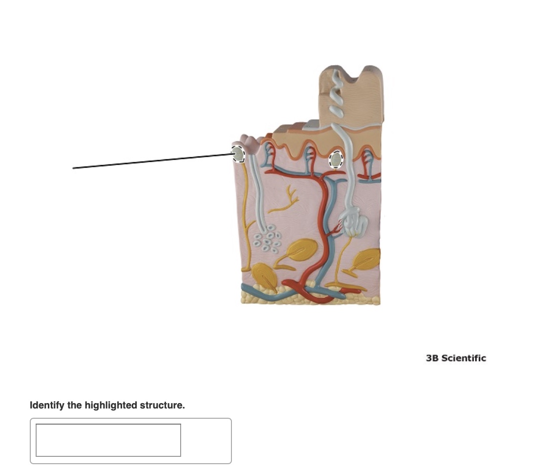 Identify the highlighted structure. | Chegg.com