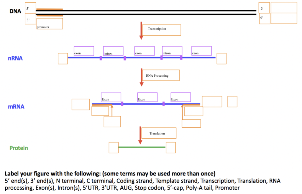 Solved དུ། 3 DNA 3 promoter Transcription exon intron exon | Chegg.com
