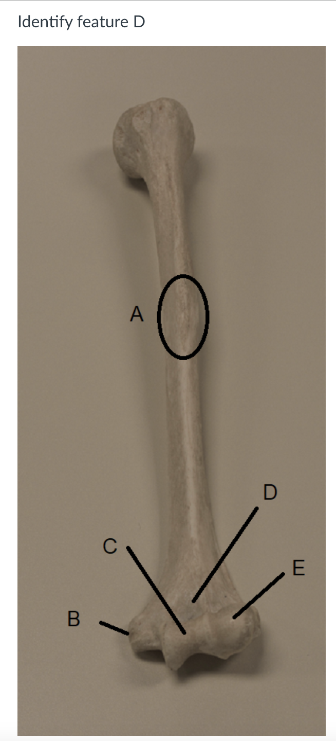 Solved Identify feature D Identify feature B | Chegg.com