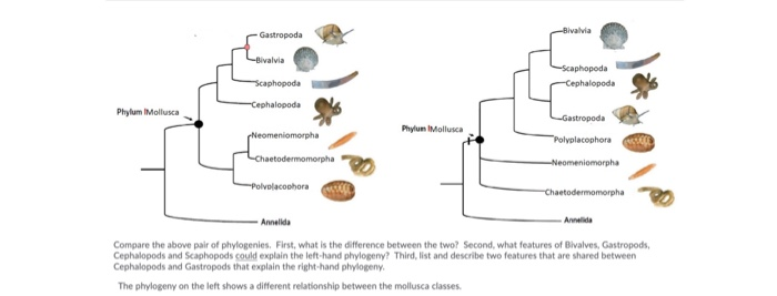 Solved Gastropoda Scaphopoda Cephalopoda Phylum IMollusca | Chegg.com