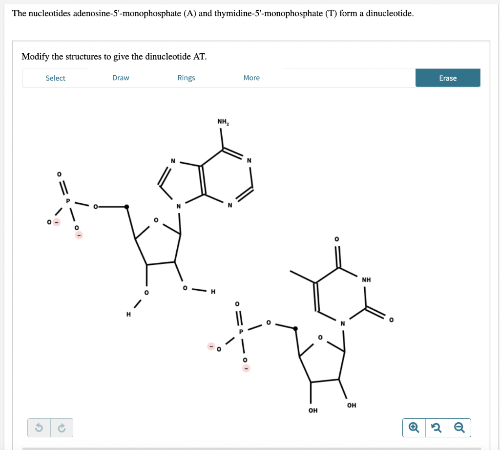 Solved The nucleotides adenosine-5'- monophosphate (A) and | Chegg.com
