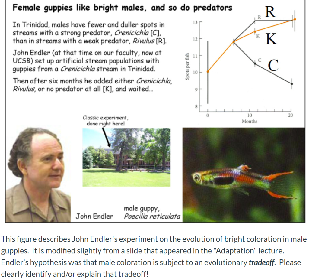 Solved Female guppies like bright males, and so do predators | Chegg.com