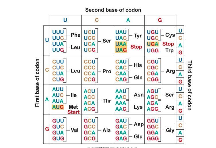 Solved 8. Given the following DNA sequence of one strand | Chegg.com