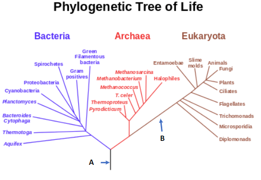 Solved Phylogenetic Tree of Life Bacteria Archaea Eukaryota | Chegg.com