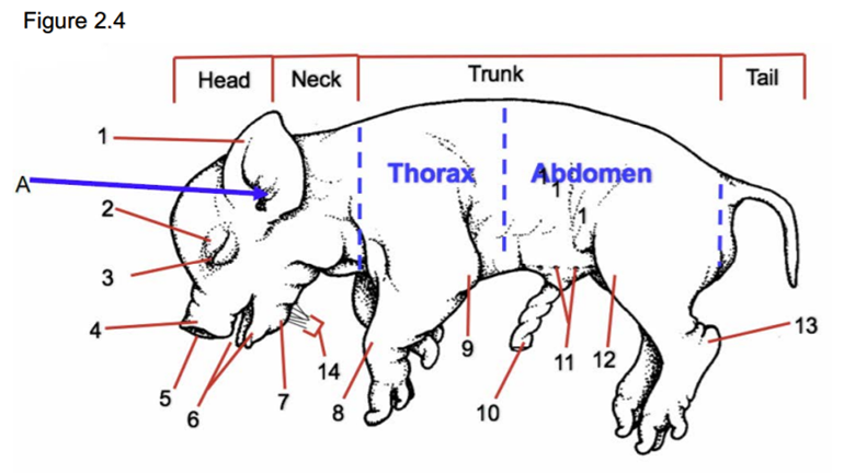 Solved Figure 2.4 Head Neck Trunk Tail 1 A Thorax Abdomen 2 | Chegg.com