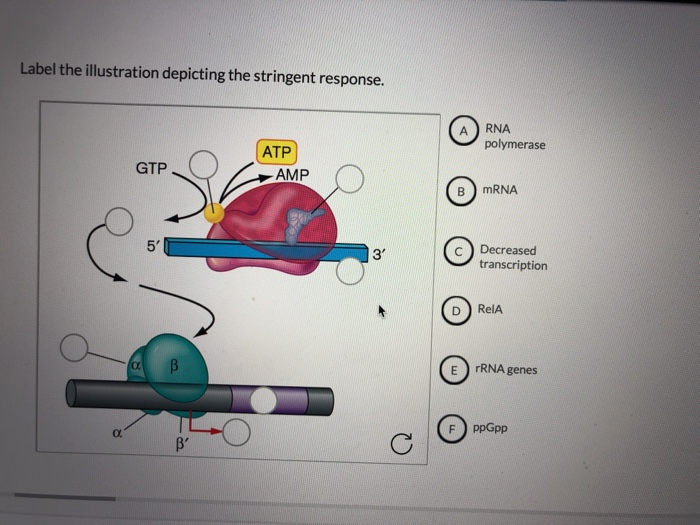 Solved Label the illustration depicting the stringent | Chegg.com