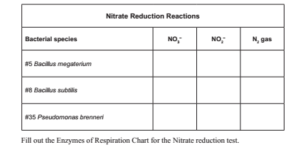 Nitrate Reduction Reactions Bacterial species NO, NO, | Chegg.com