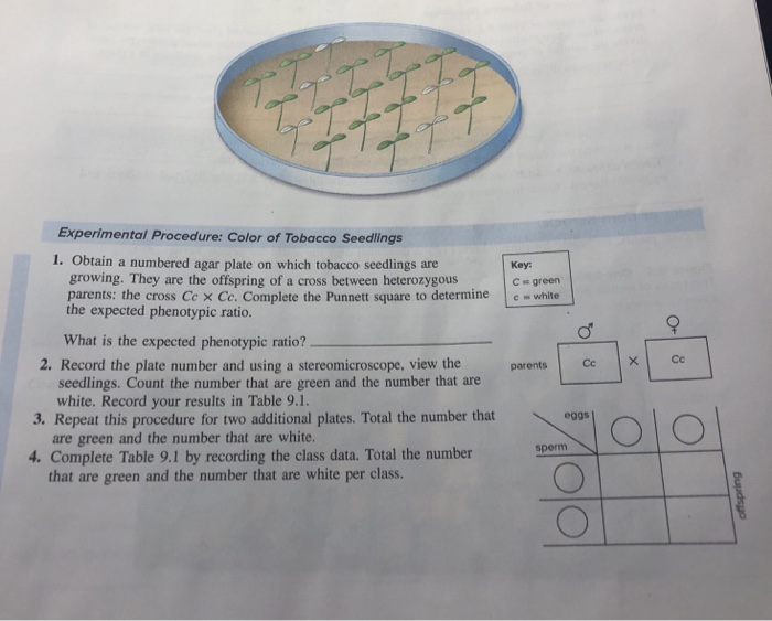 Solved Experimental Procedure Color Of Tobac Co Seedlings