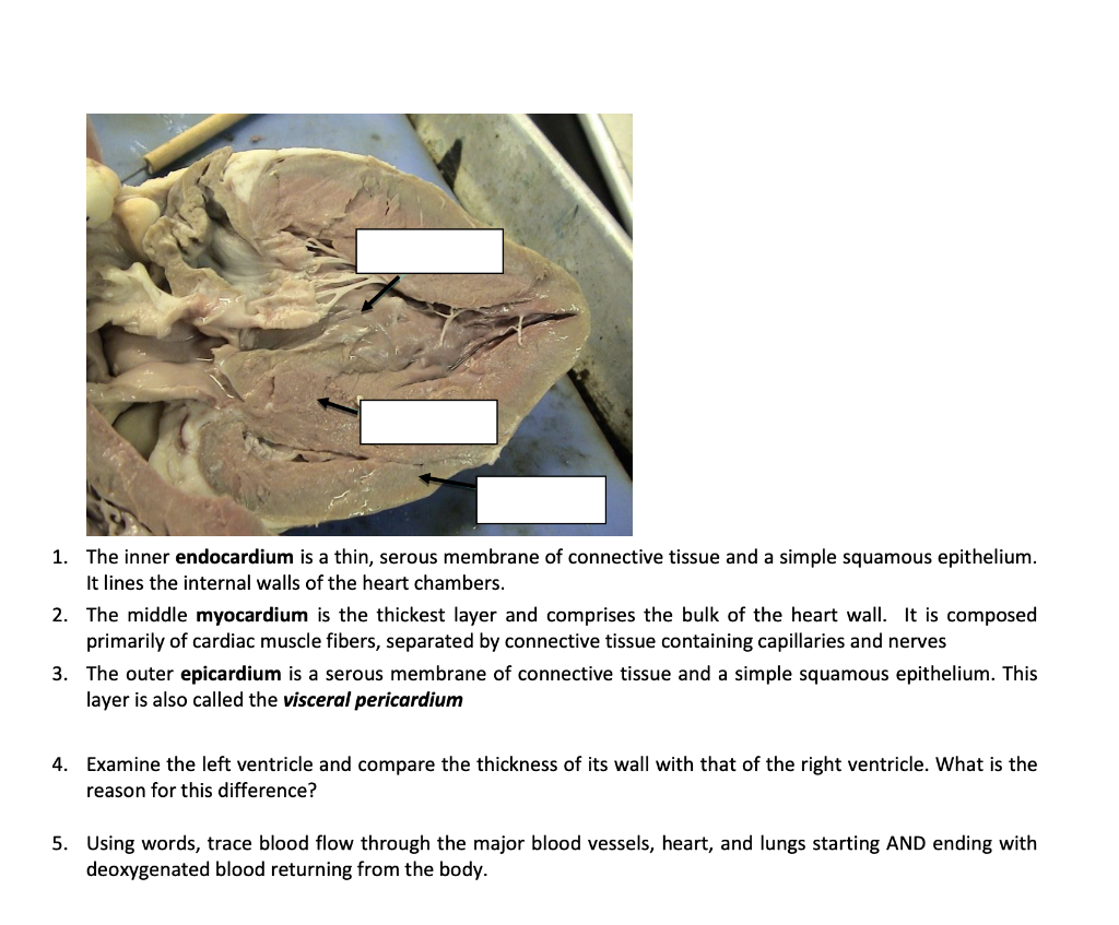 Solved 1. The inner endocardium is a thin, serous membrane | Chegg.com