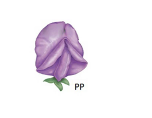 Solved What are the appropriate phenotype and genotype for | Chegg.com