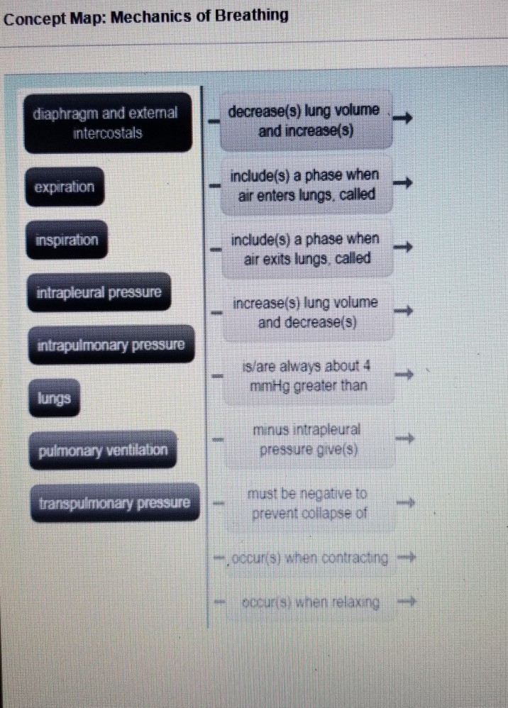 Solved Concept Map: Mechanics of Breathing diaphragm and | Chegg.com