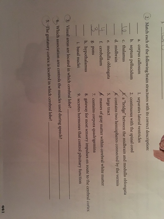 Solved Match each of the following brain structures with its | Chegg.com