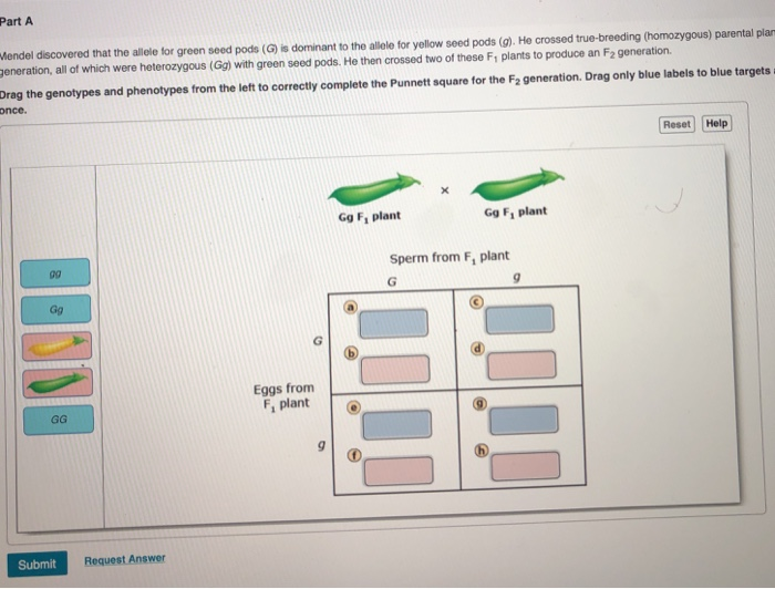 Solved Part A Mendel discovered that the allele for greon | Chegg.com