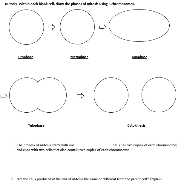 Solved Mitosis-Within each blank cell, draw the phases of | Chegg.com