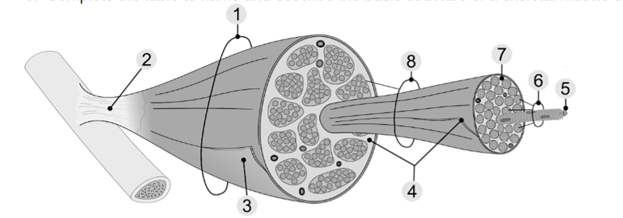 Solved Label the skeletal muscle | Chegg.com