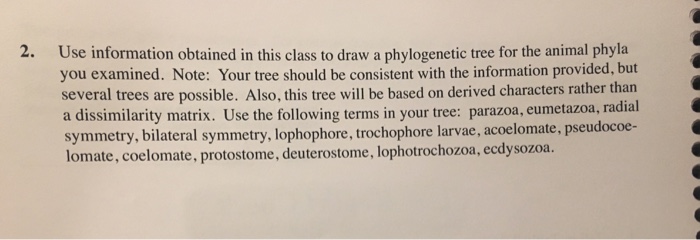 Solved 1 Parazoa Asymmetrical Radial Symmetry Diploblastic | Chegg.com