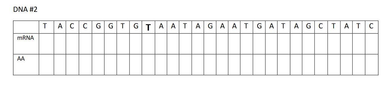 Solved complete the table and draw the protein made from | Chegg.com