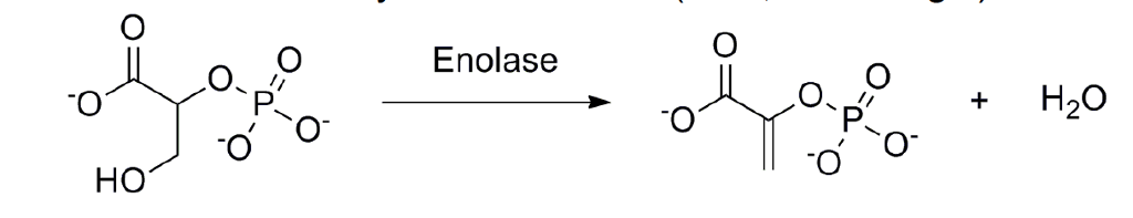 Solved Enolase is a metalloenzyme that catalyzes the | Chegg.com