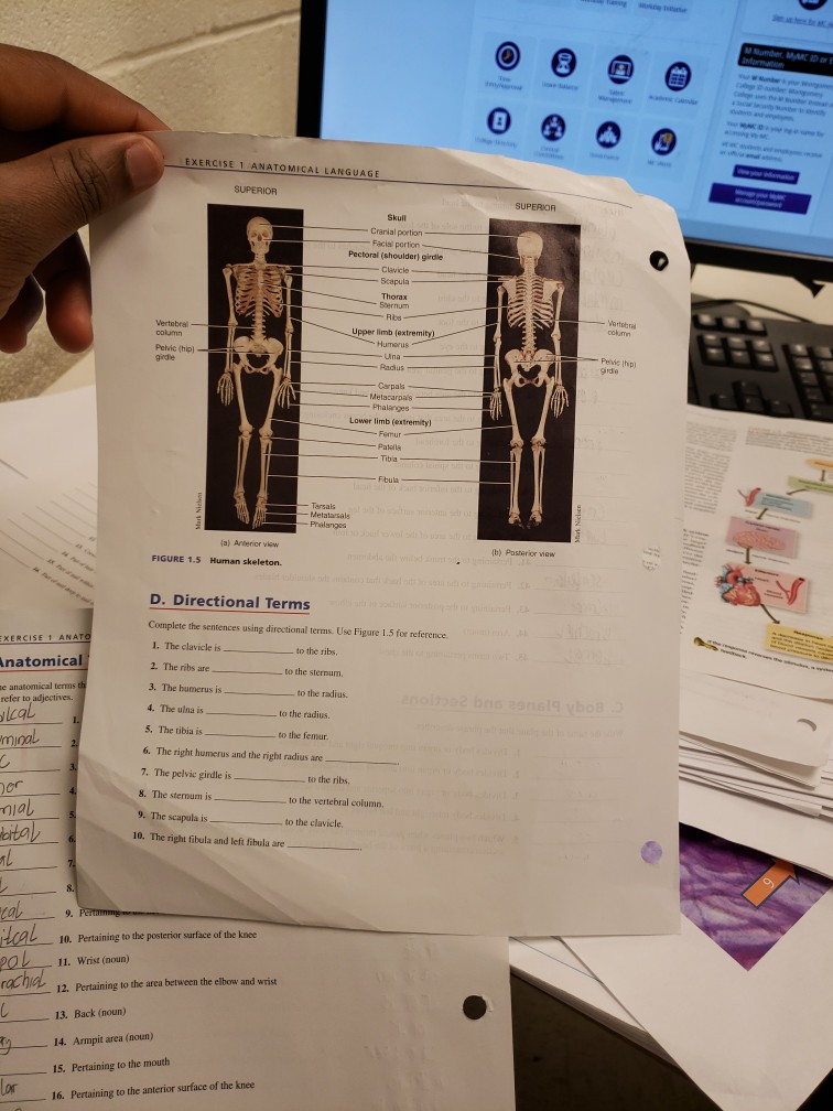 solved-exercise-1-anatomical-language-skull-pectoral-chegg