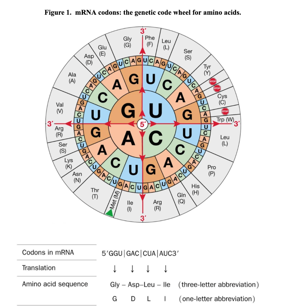 Solved The genetic code wheel shown found in Figure 1 can | Chegg.com