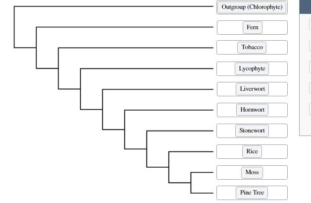 Solved Outgroup (Chlorophyte) Refer to the completed tree | Chegg.com