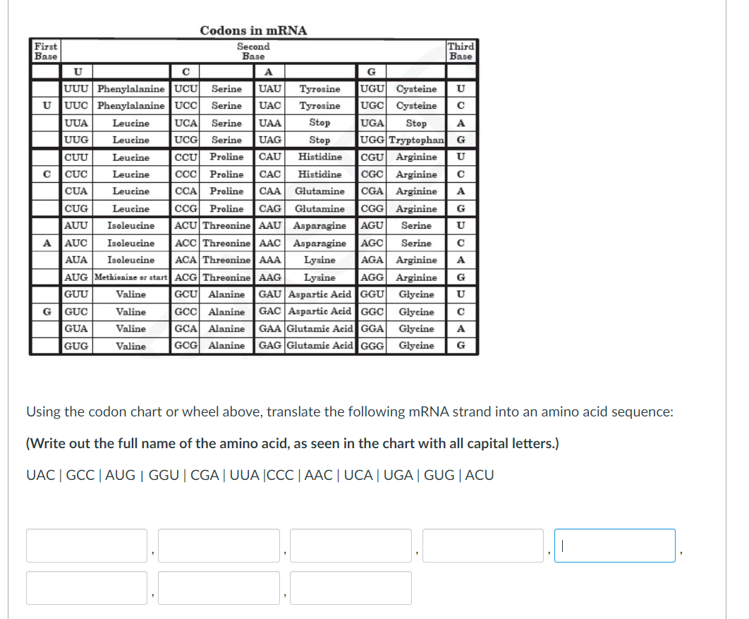 Solved Base Codons in mRNA First Second Third Base Base U с | Chegg.com