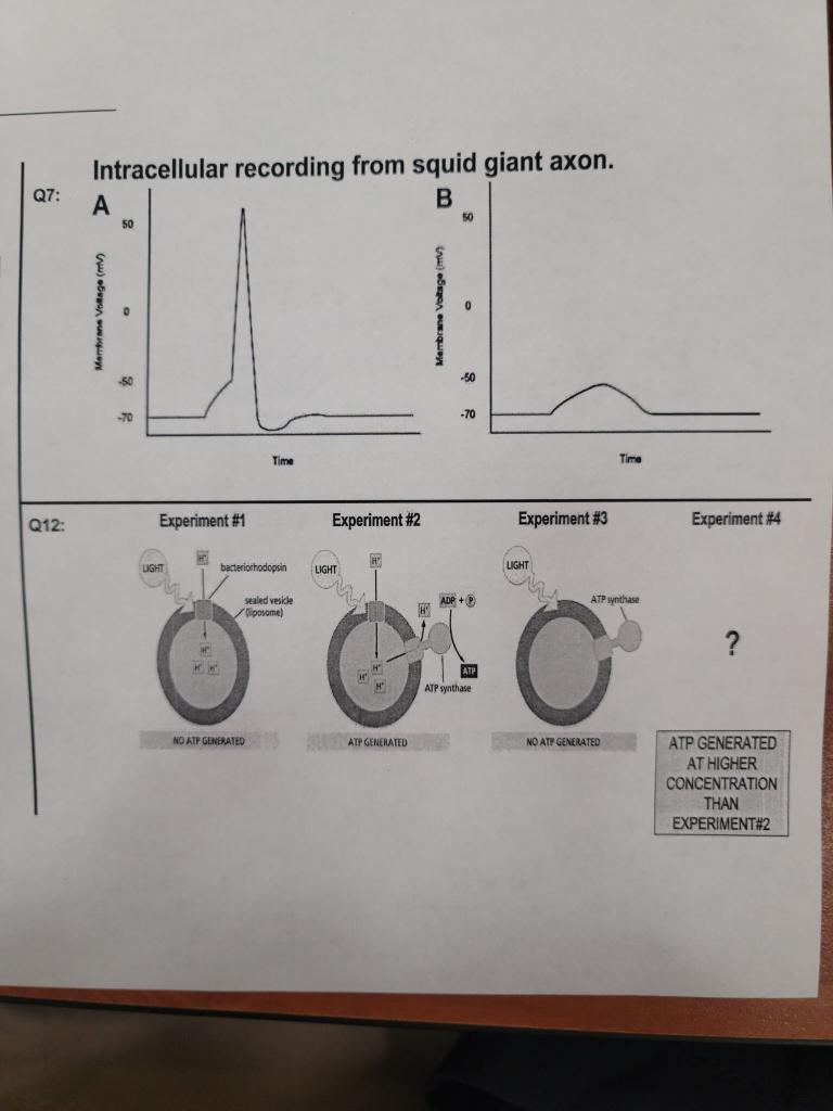 Intracellular recording from squid giant axon. | Chegg.com