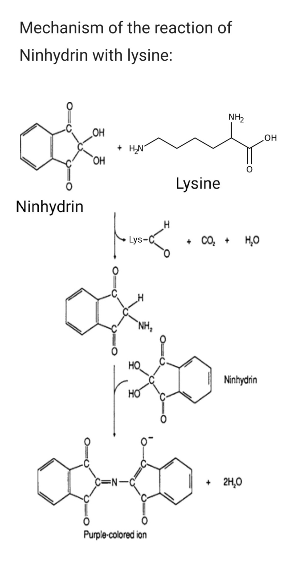 Solved Mechanism of the reaction of Ninhydrin with lysine: | Chegg.com