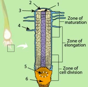 Solved 1. Below is a diagram of the tip of an onion root: | Chegg.com