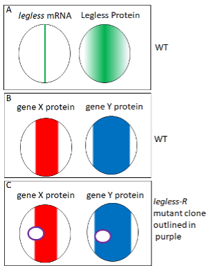 Solved You are studying the leg development in an insect and | Chegg.com